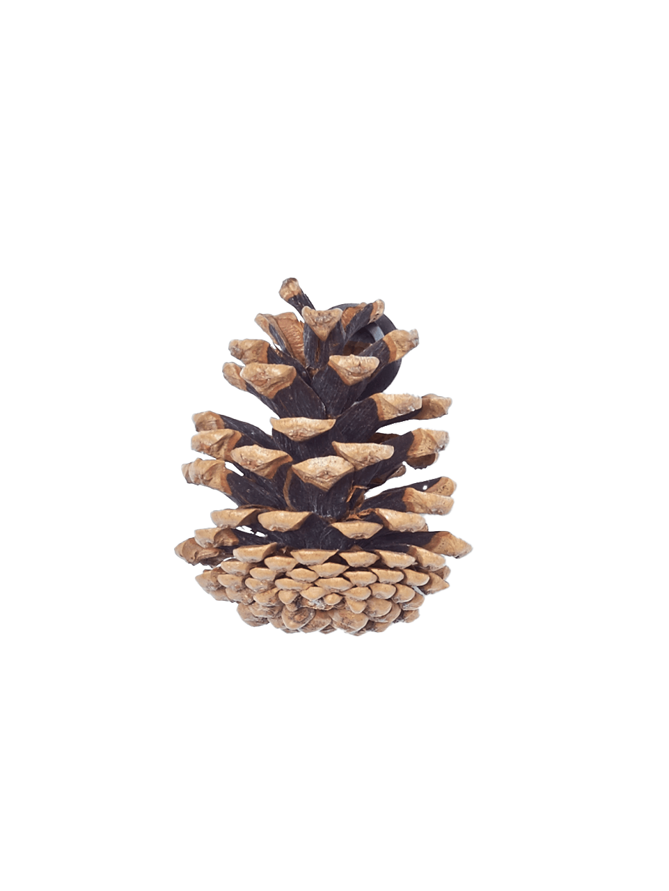Mugo Pinecone